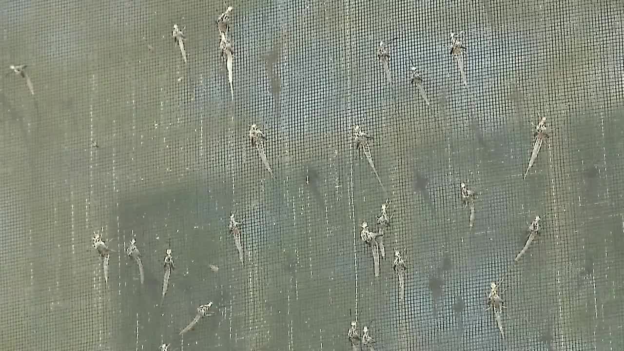 Swarms of mayflies emerge, surprising tourists – Fox 8 Cleveland WJW
