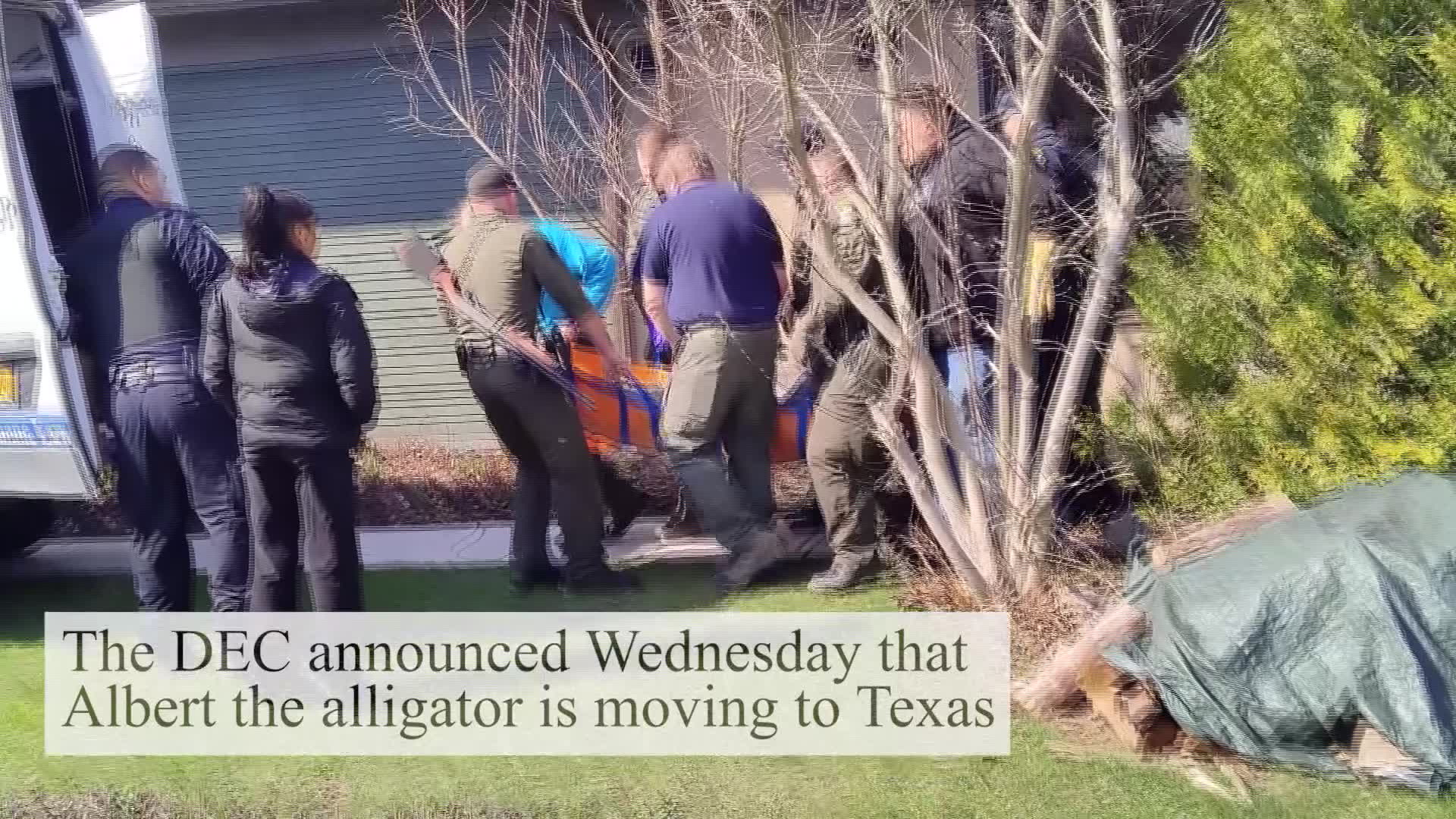 Albert the Alligator has a new home – in Texas – WWTI – InformNNY.com