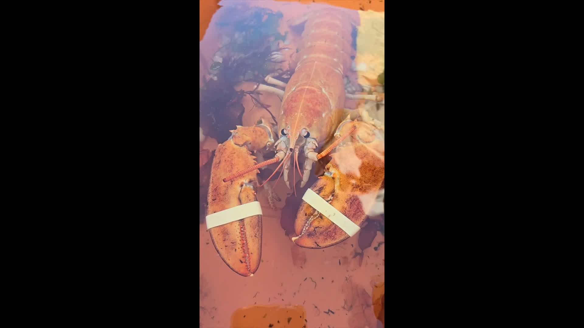 Watch: ‘Ultra rare’ lobster saved from grocery store, returned to sea ...