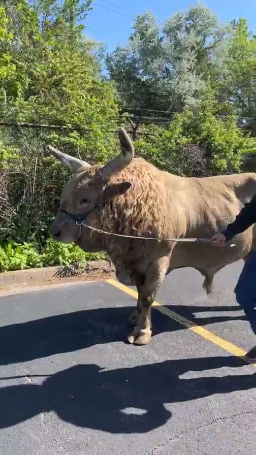 Lou Maglio rides bull at FOX 8 – Fox 8 Cleveland WJW