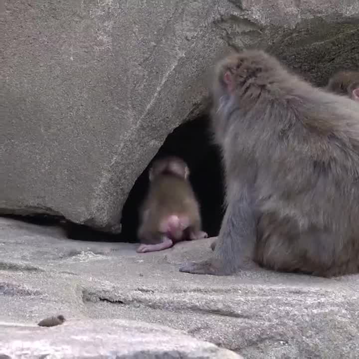 Baby Monkey catches free rides from mom at Zoo in Milwaukee – WNCT