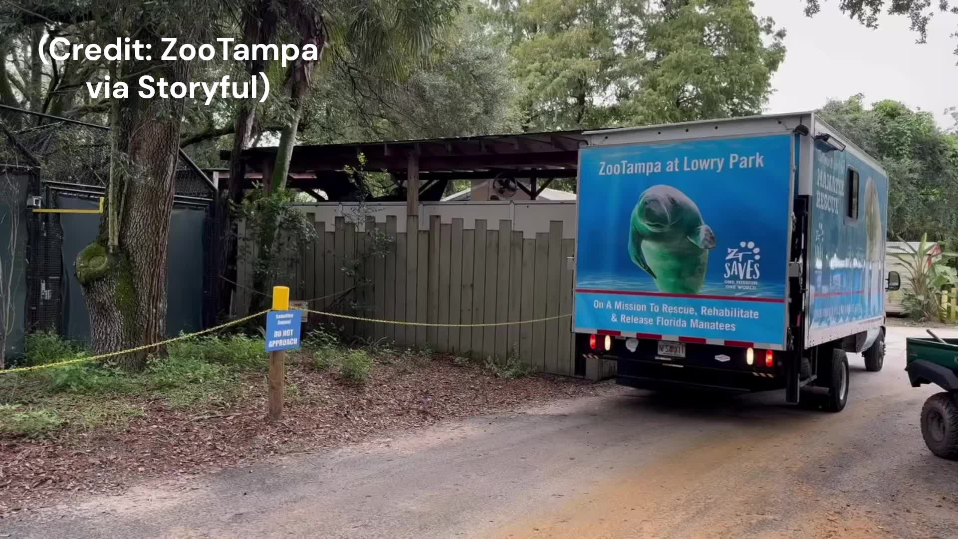 Tampa Zoo animals moved to safety ahead of Hurricane Milton (Credit ...