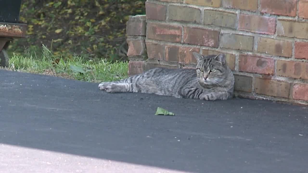 Plan to control feral cat population causes controversy in local ...