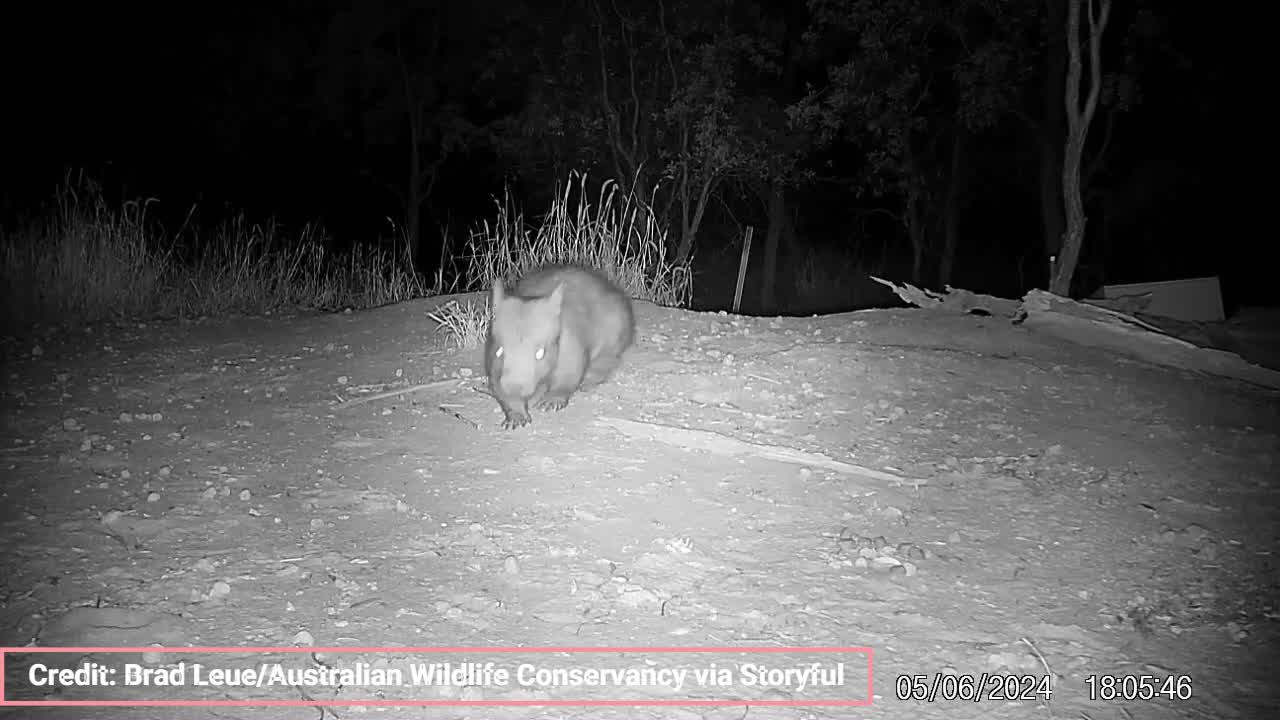 SEE IT: Critically Endangered Wombat ((CREDIT: Credit: Brad Leue ...