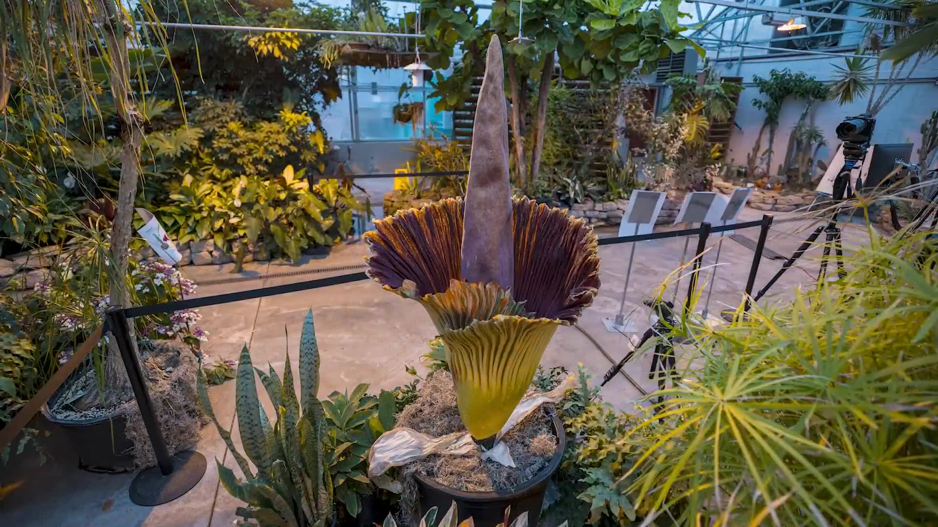 Thousands view bloom of rare Corpse Flower – WNCT