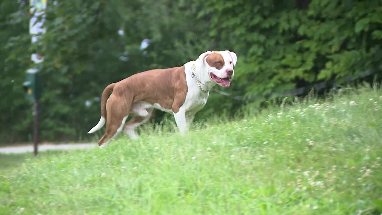 Pet safety tips during heat wave – Fox 8 Cleveland WJW