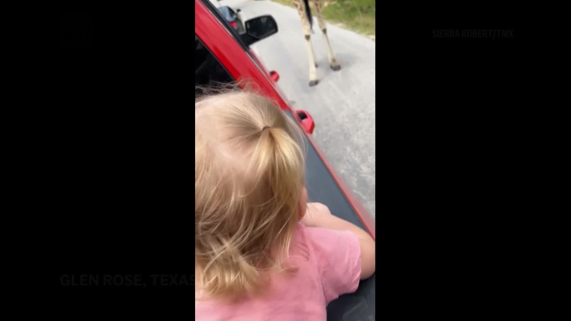 Viral video: Giraffe lifts 2-year-old into the air during safari ride ...