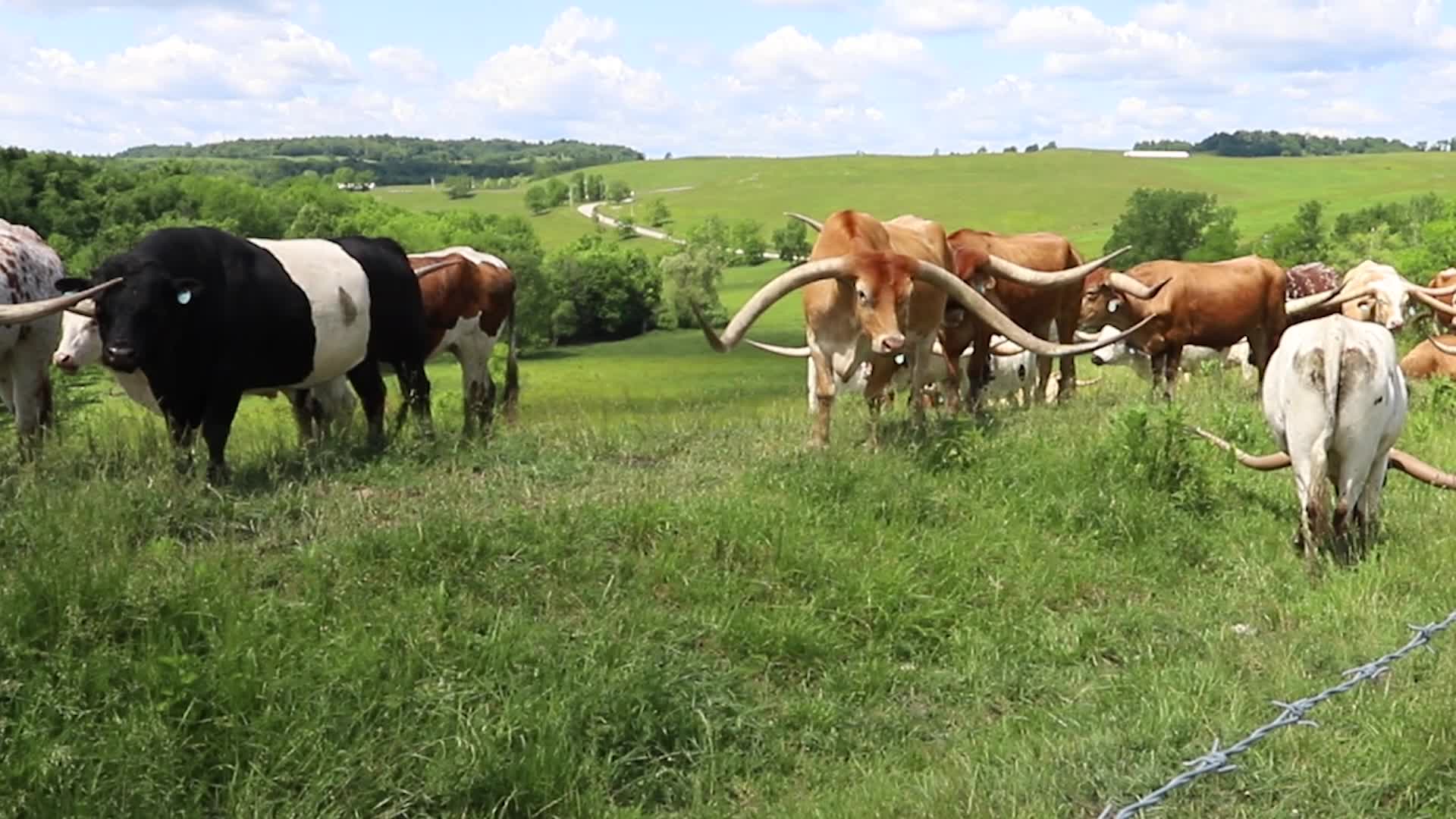 One Tank Trip: Longhorn Head to Tail Tours – Fox 8 Cleveland WJW