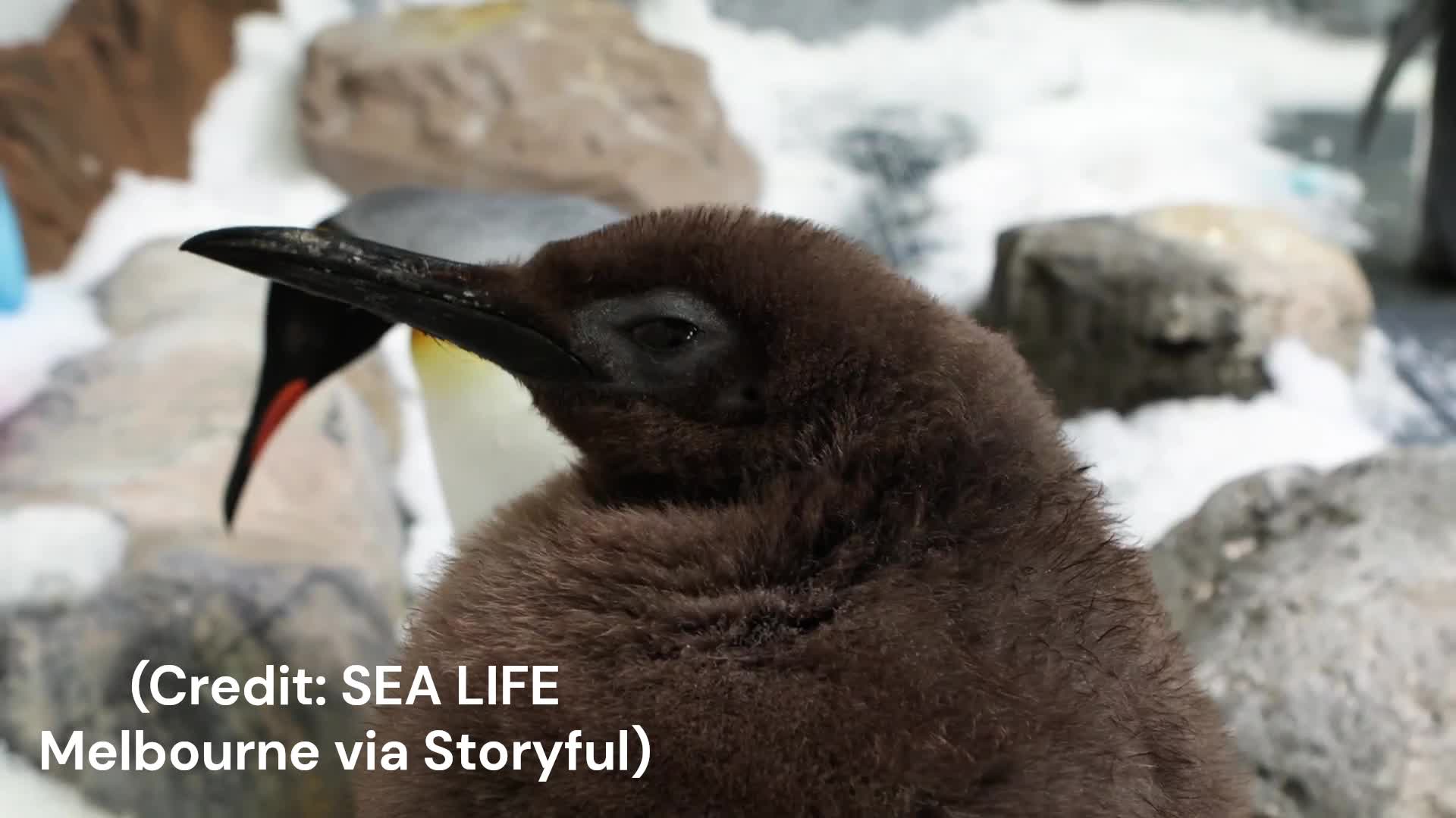 Meet Pesto, the viral humongous penguin chick (Credit: SEA LIFE ...