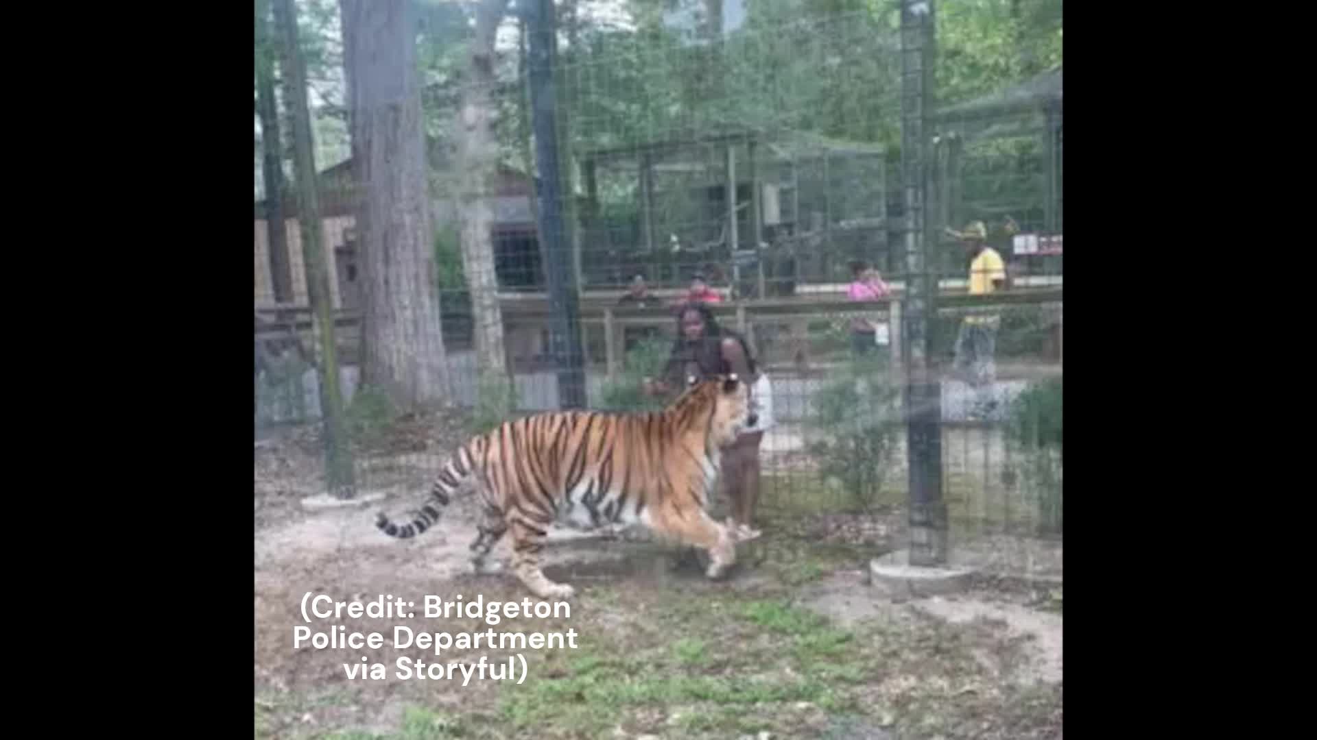 Woman Caught taunting tiger after climbing fence at zoo (Credit ...