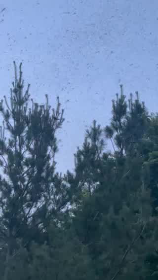 Swarms of mayflies – Fox 8 Cleveland WJW