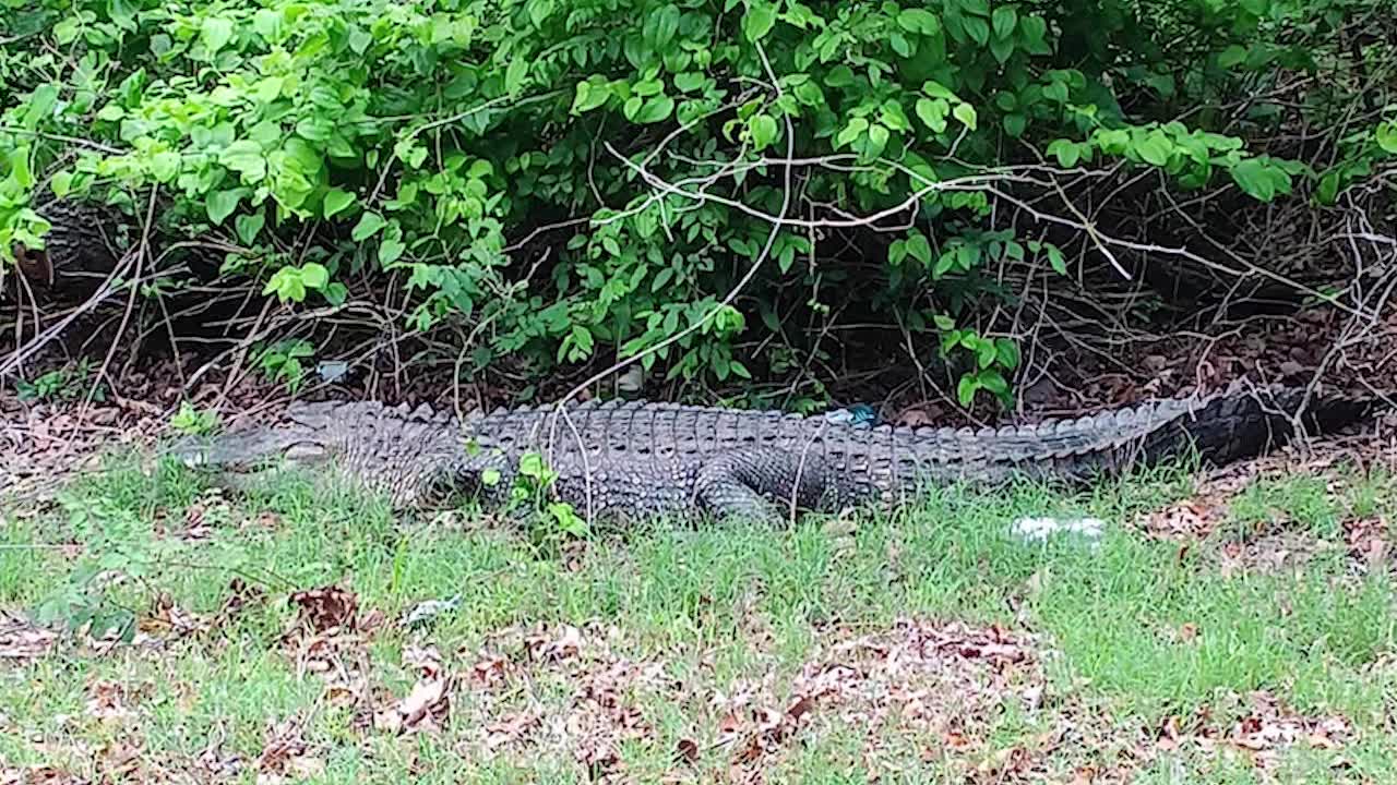 Tennessee seeing more alligators – WFLA