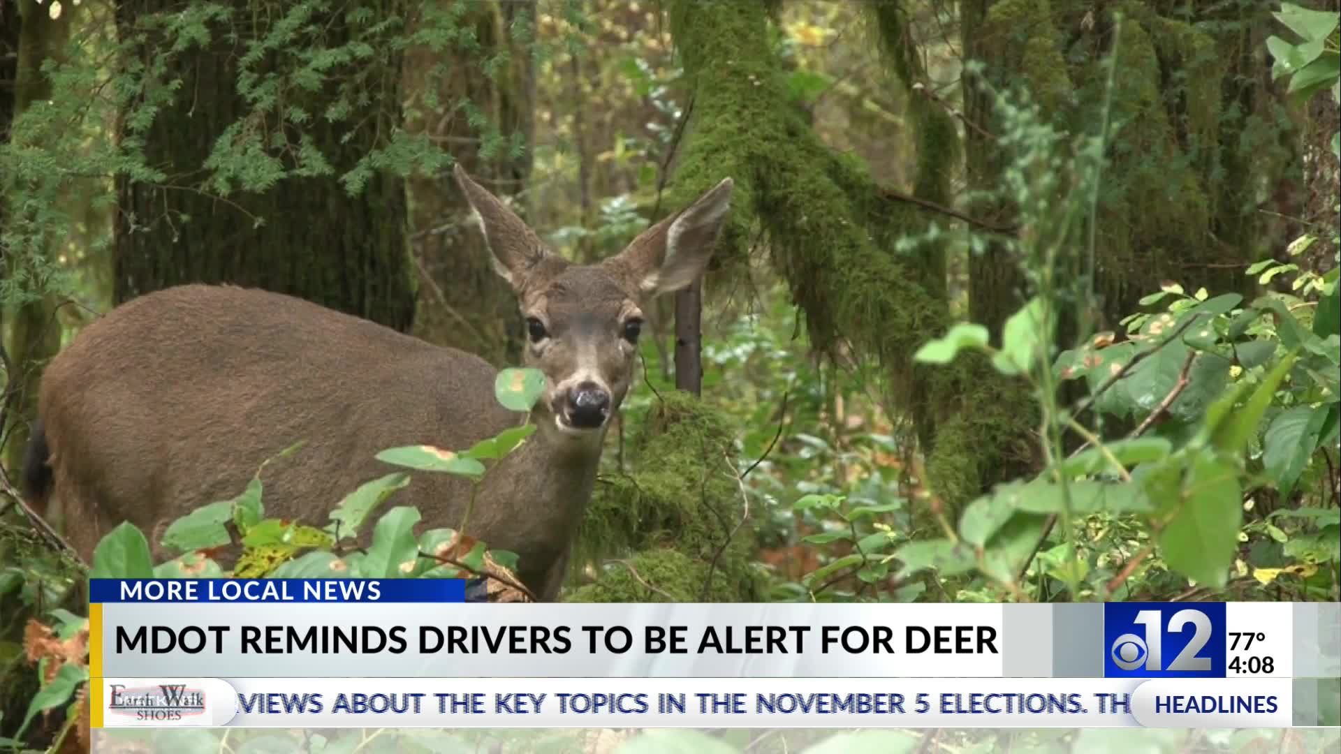 Watch for Deer: How to react to increased deer activity in Mississippi ...