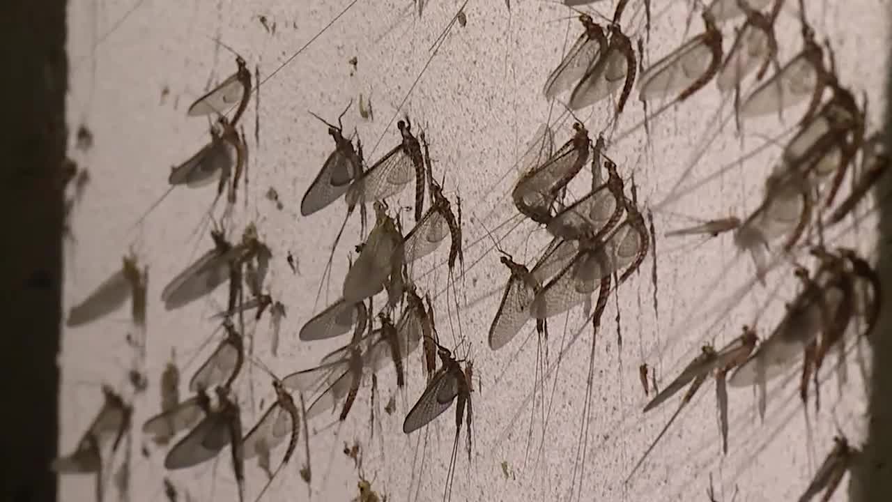 The mayflies are coming! Why you’ll notice darker streets in some NE ...